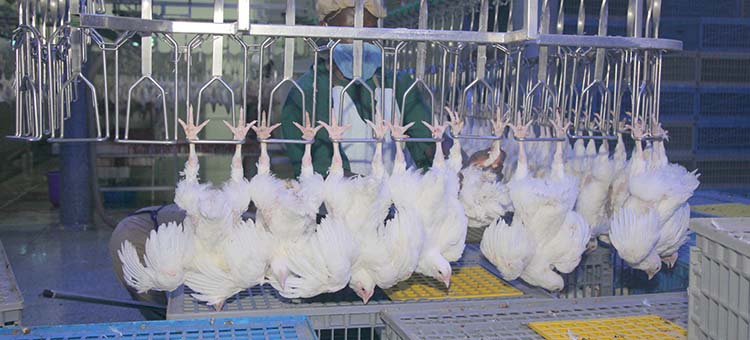 Farm - Yo Kuku! | Absolutely Chicken
