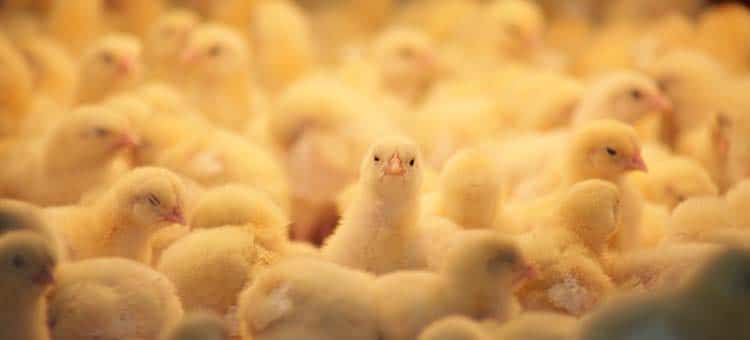Farm - Yo Kuku! | Absolutely Chicken