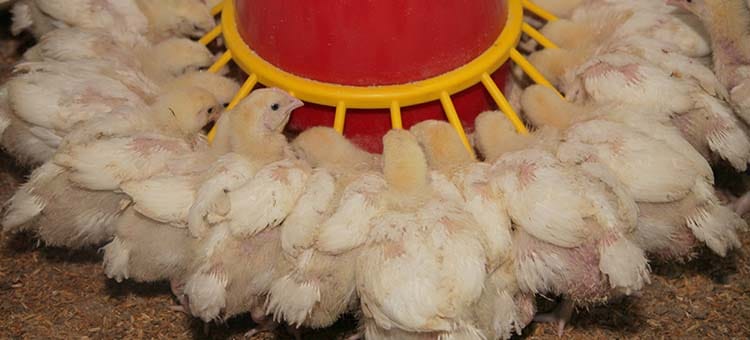 Farm - Yo Kuku! | Absolutely Chicken