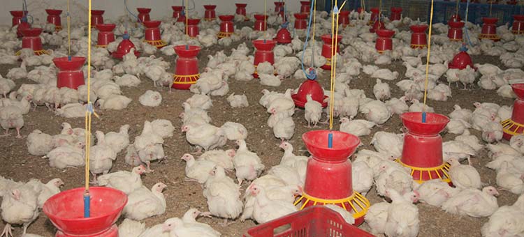 Farm - Yo Kuku! | Absolutely Chicken