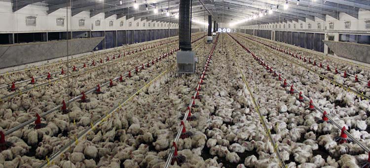 Farm - Yo Kuku! | Absolutely Chicken